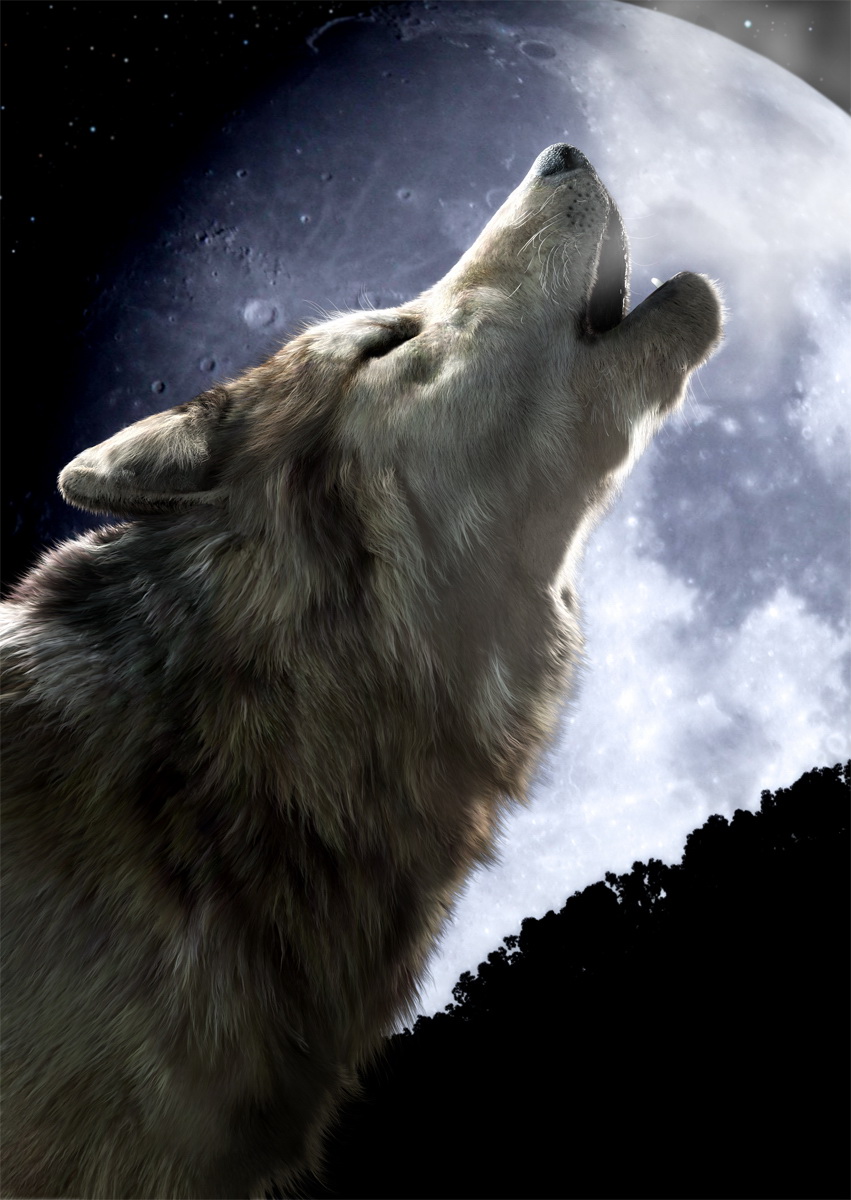 Howling | Wolf - 3D Model | Massimo Righi | Shave and a Haircut