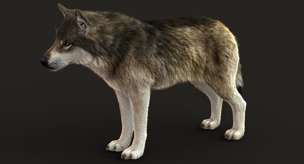 Buy WOLF (FUR) (RIGGED) 3D Models Online | Massimo Righi