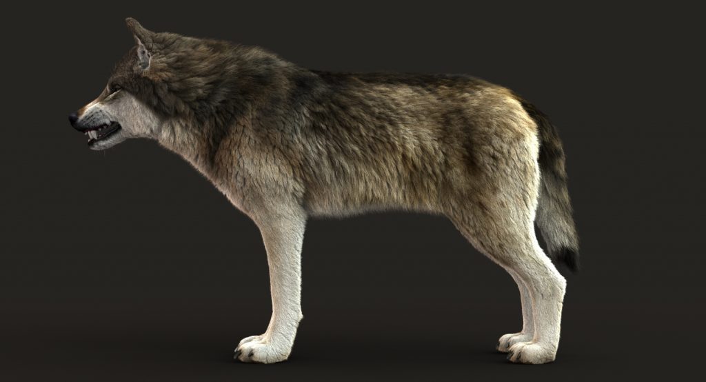 Buy WOLF (FUR) (RIGGED) 3D Models Online | Massimo Righi