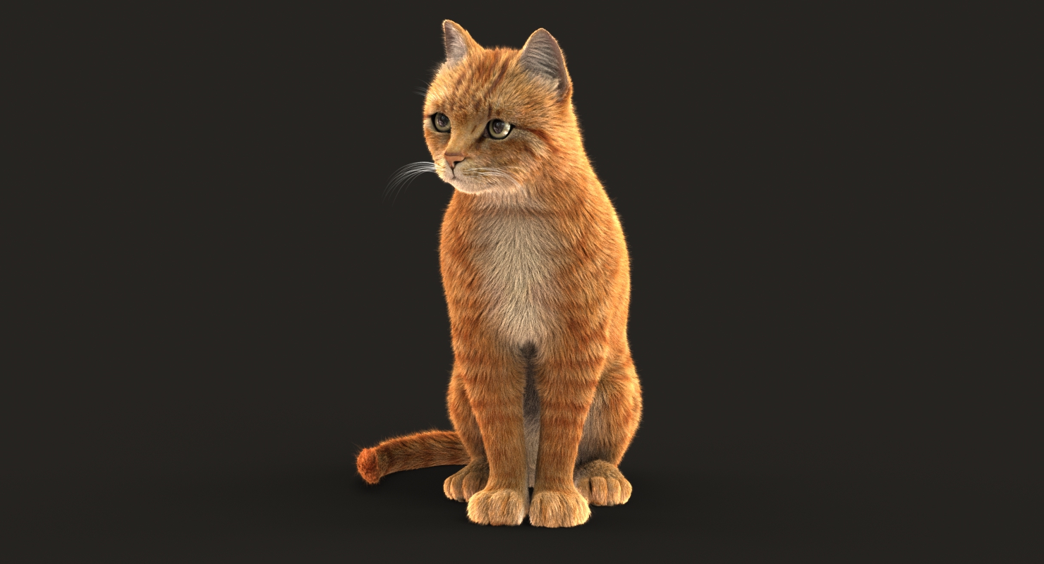 Buy CAT (ORANGE TABBY) (FUR) (RIGGED) 3D Models Online