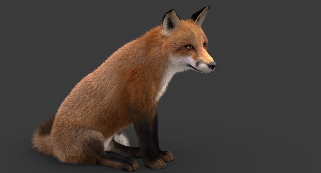 Buy Fox 3D Models Online | Fox 3D Models Download | Massimo Righi