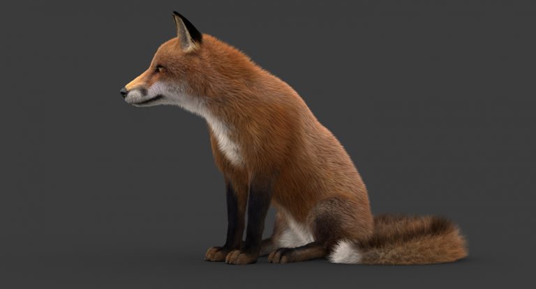 Buy Fox 3D Models Online | Fox 3D Models Download | Massimo Righi