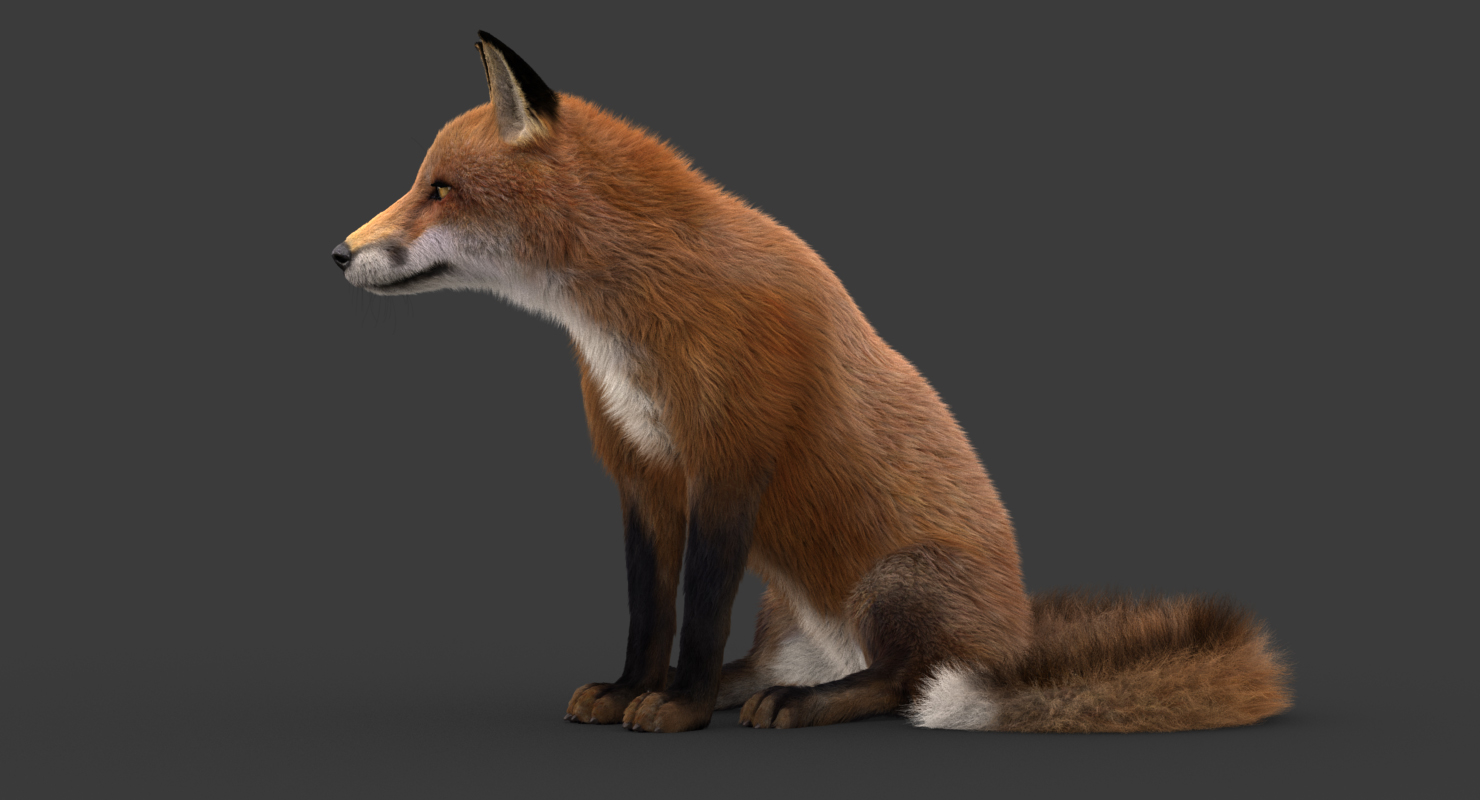 Buy Fox 3D Models Online | Fox 3D Models Download | Massimo Righi
