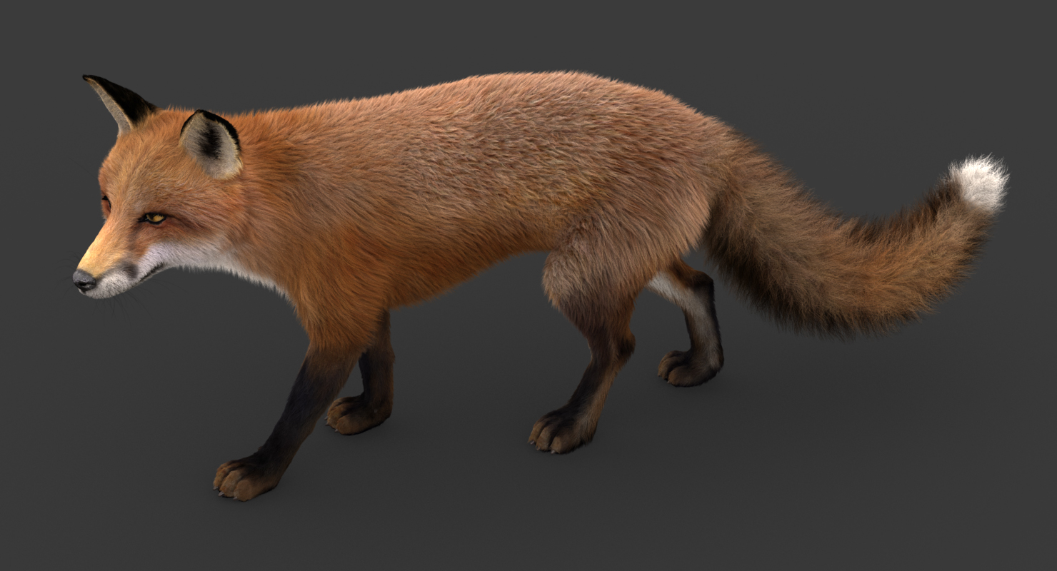 Buy Fox 3D Models Online | Fox 3D Models Download | Massimo Righi