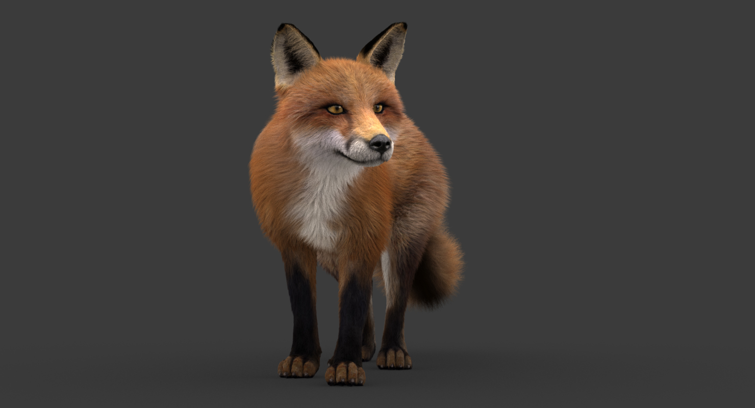 Buy Fox 3D Models Online | Fox 3D Models Download | Massimo Righi