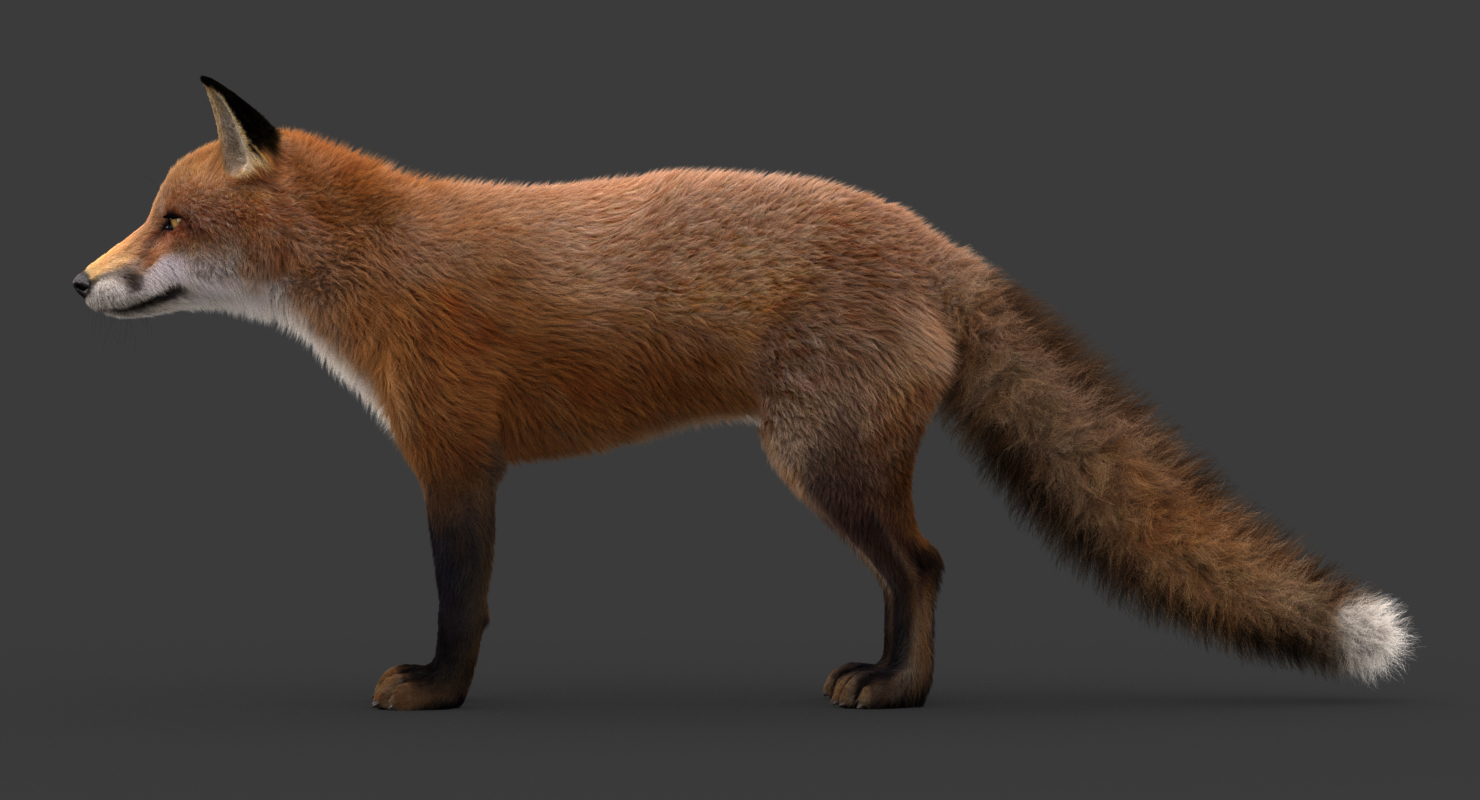 Buy Fox 3D Models Online | Fox 3D Models Download | Massimo Righi