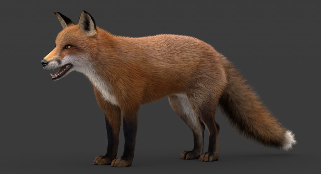 Buy Fox 3D Models Online | Fox 3D Models Download | Massimo Righi