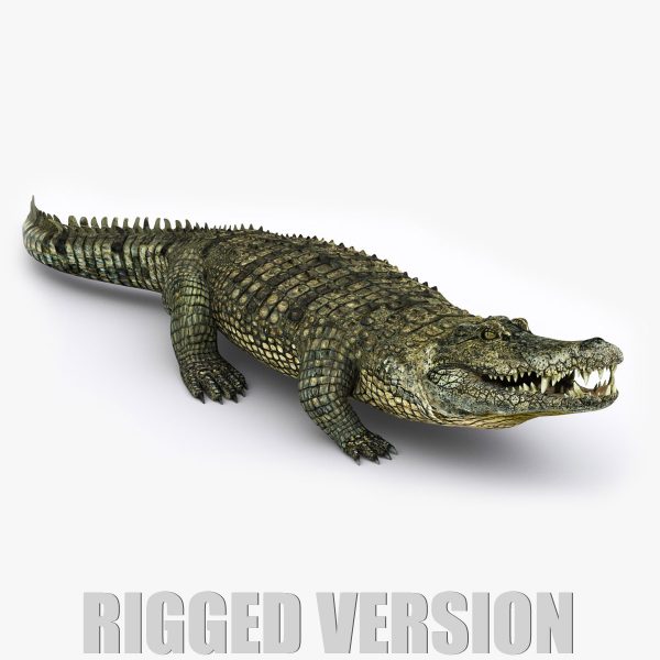 Buy CROCODILE (RIGGED) 3D Models Online | Massimo Righi