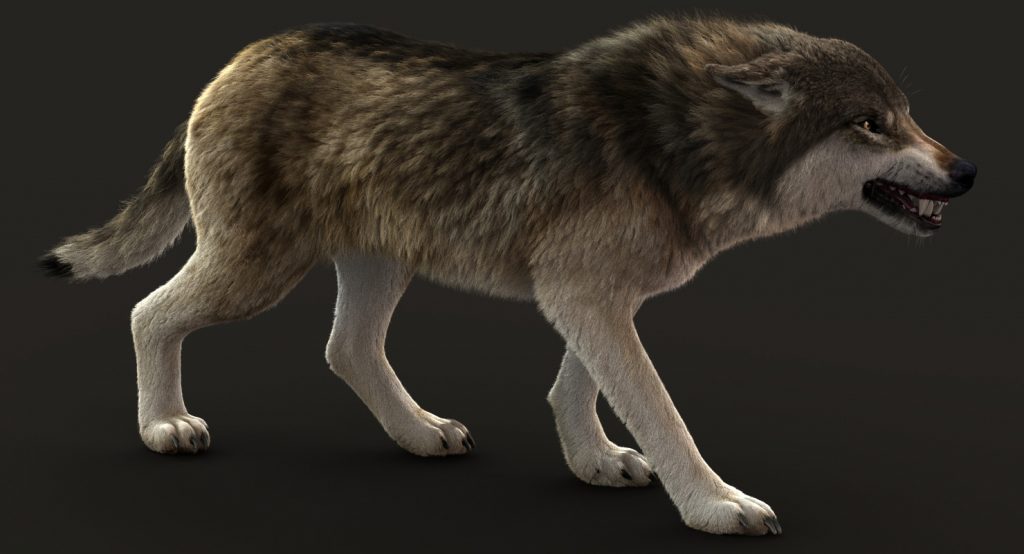 Buy WOLF (FUR) (RIGGED) 3D Models Online | Massimo Righi