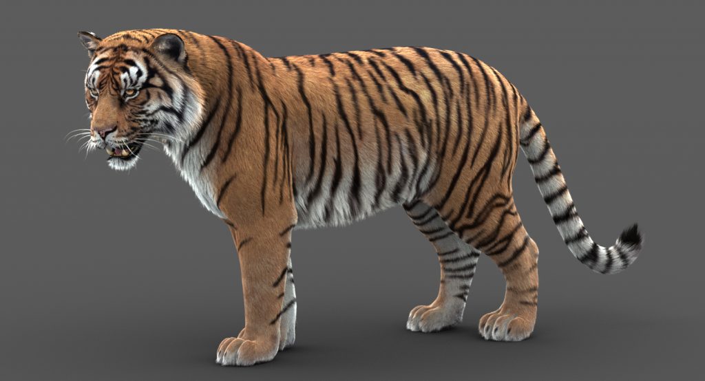 Tiger 3D Models for Download | Buy TIGER 3D Models Online