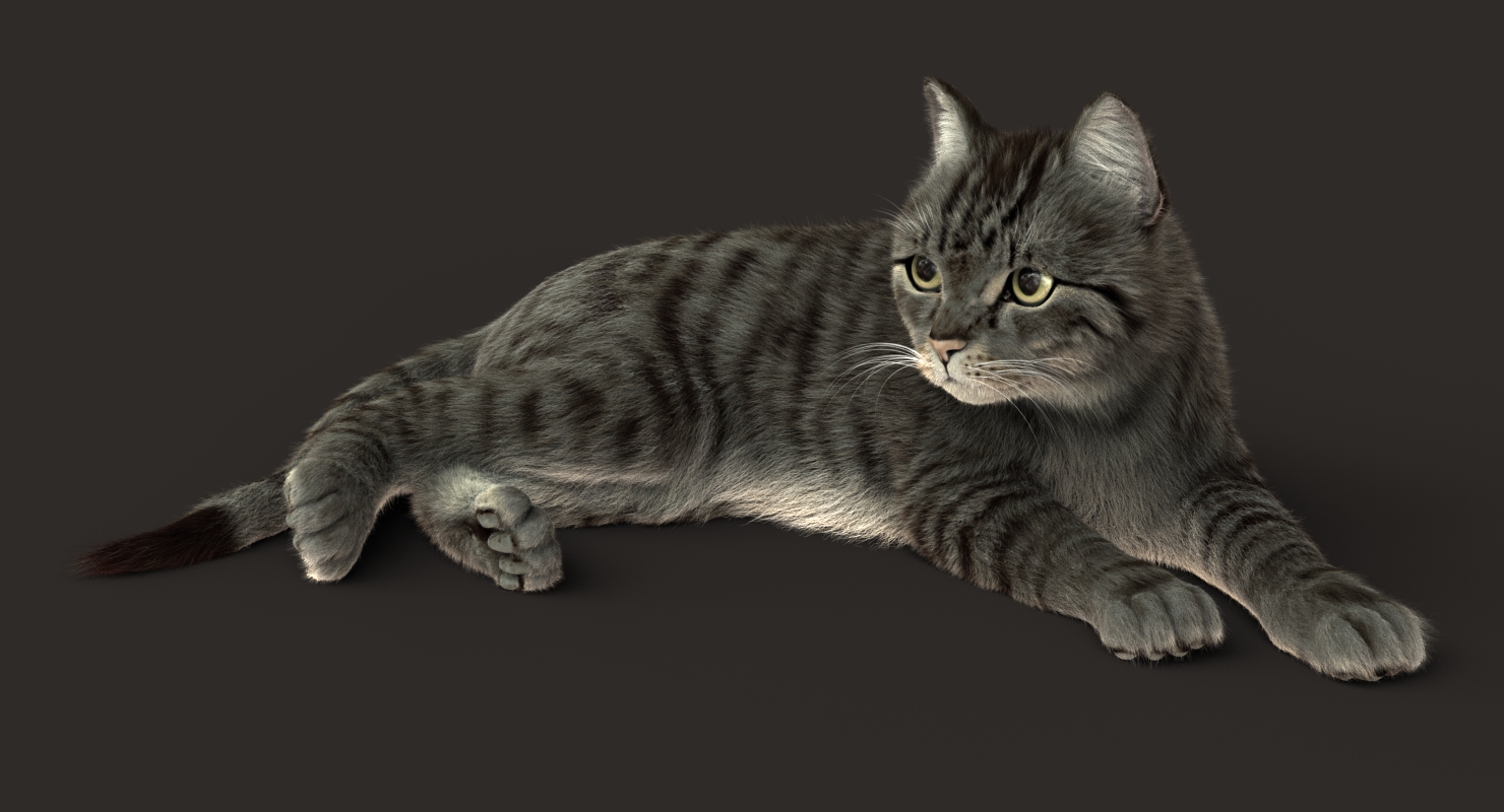 Buy CAT (GREY TABBY) (FUR) (RIGGED) 3D Models Online