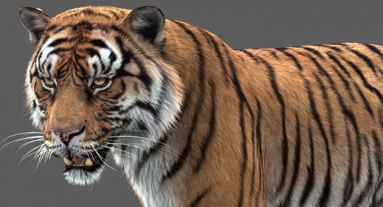 Tiger 3D Models for Download | Buy TIGER 3D Models Online
