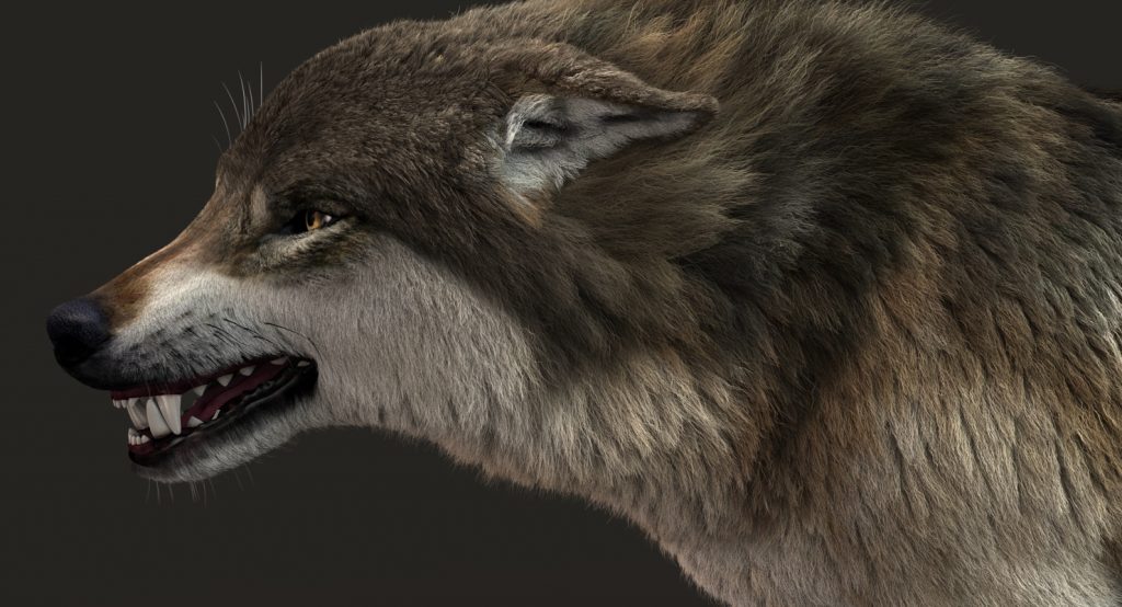 Buy WOLF (FUR) (RIGGED) 3D Models Online | Massimo Righi