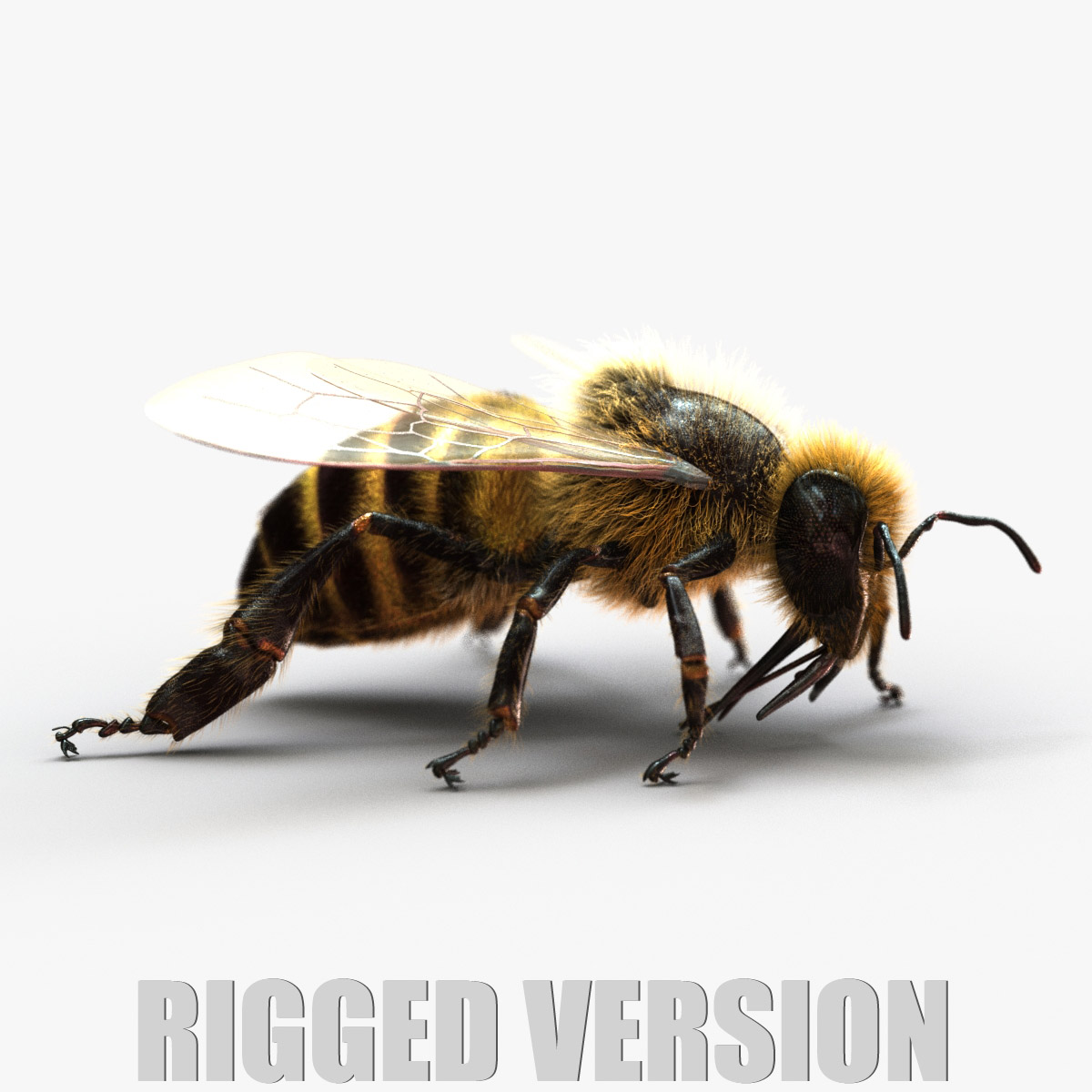 Buy HONEYBEE (FUR) (RIGGED) 3D Models Online | Massimo Righi