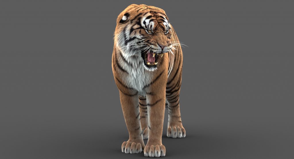Tiger 3D Models for Download | Buy TIGER 3D Models Online