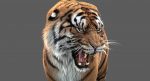 Buy TIGER (FUR) (RIGGED) 3D Models Online | Massimo Righi