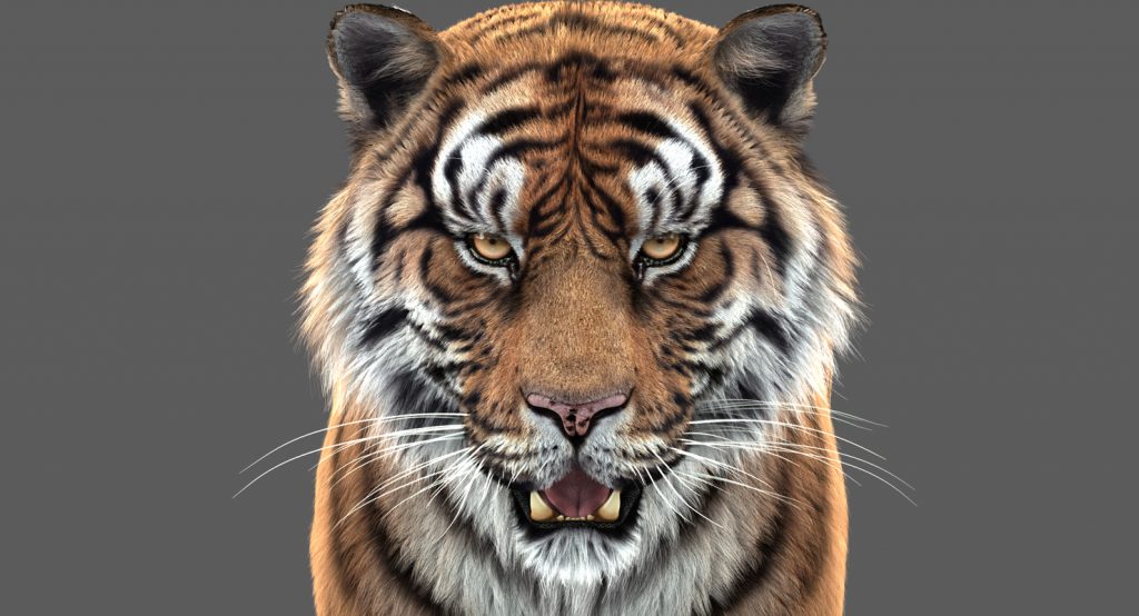 Tiger 3D Models for Download | Buy TIGER 3D Models Online