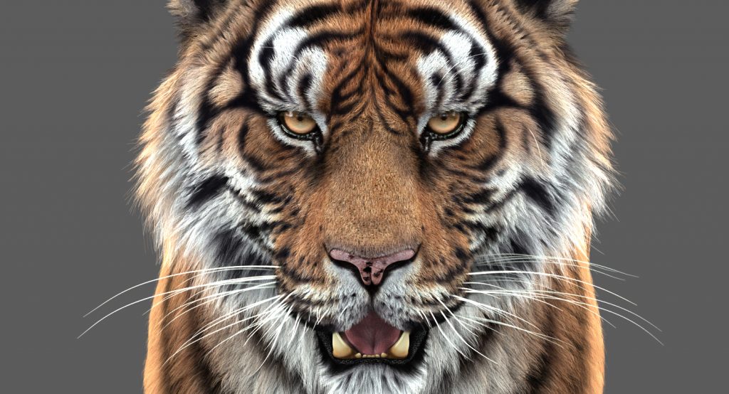 Tiger 3D Models for Download | Buy TIGER 3D Models Online