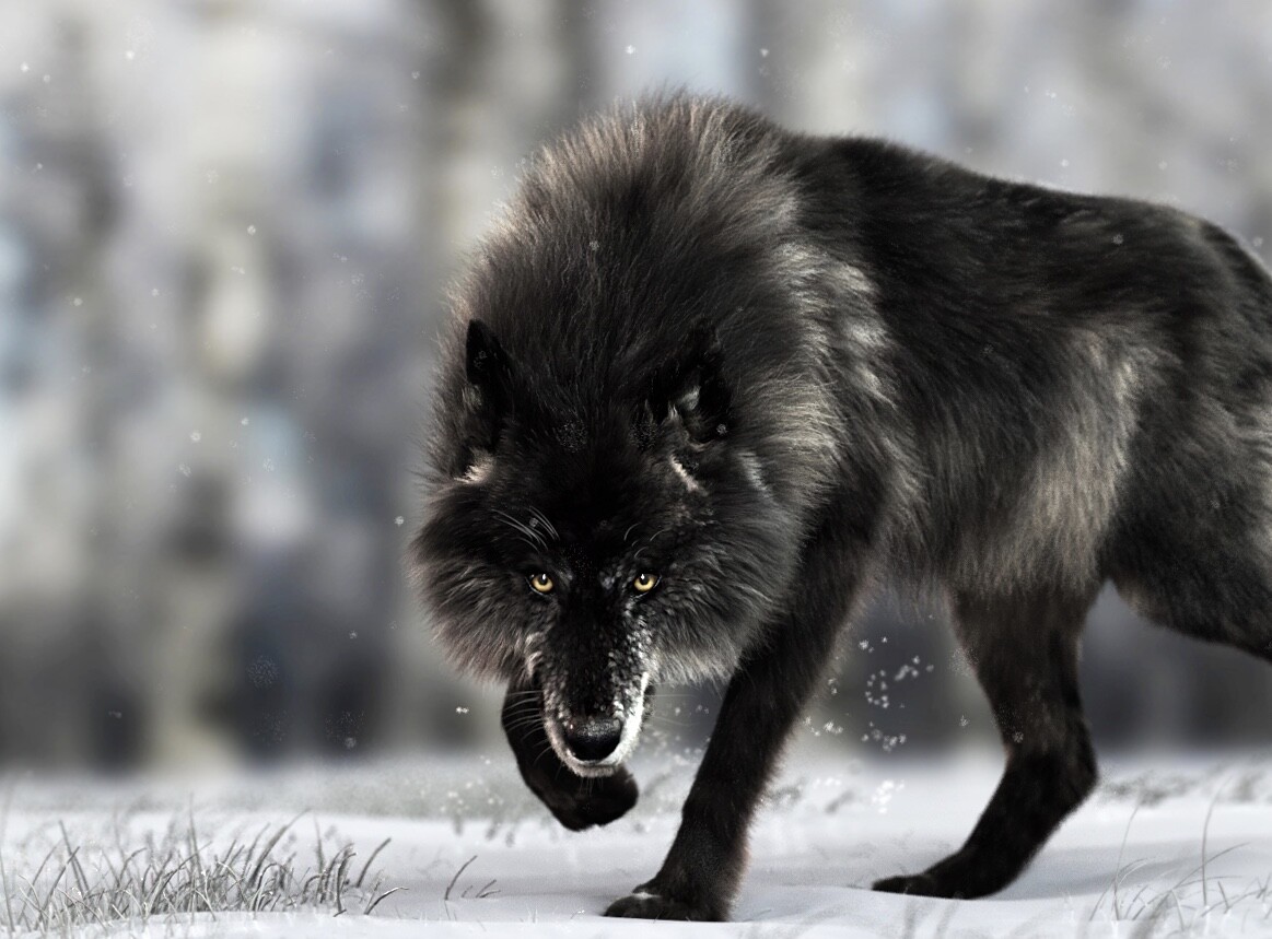 Black Timber Wolf Face