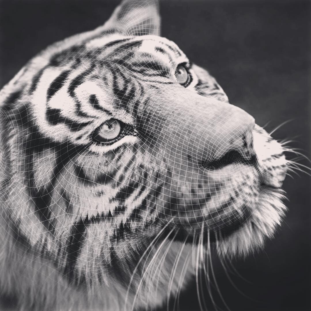 Tiger’s head - Massimo Righi