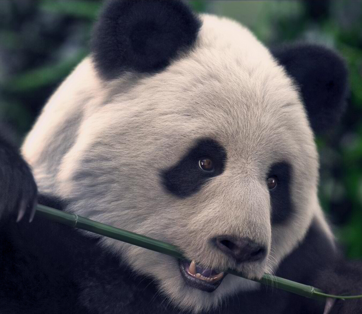 Panda test - Massimo Righi