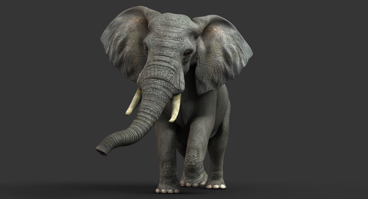 Buy African Elephant (Fur) (Animated) 3D Models Online | Massimo Righi