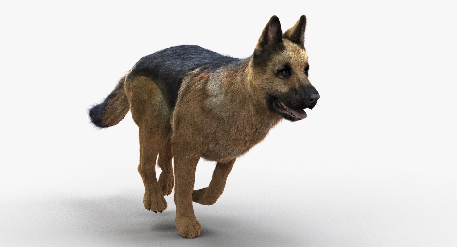 Buy GERMAN SHEPHERD (FUR) (ANIMATED) 3D Models Online