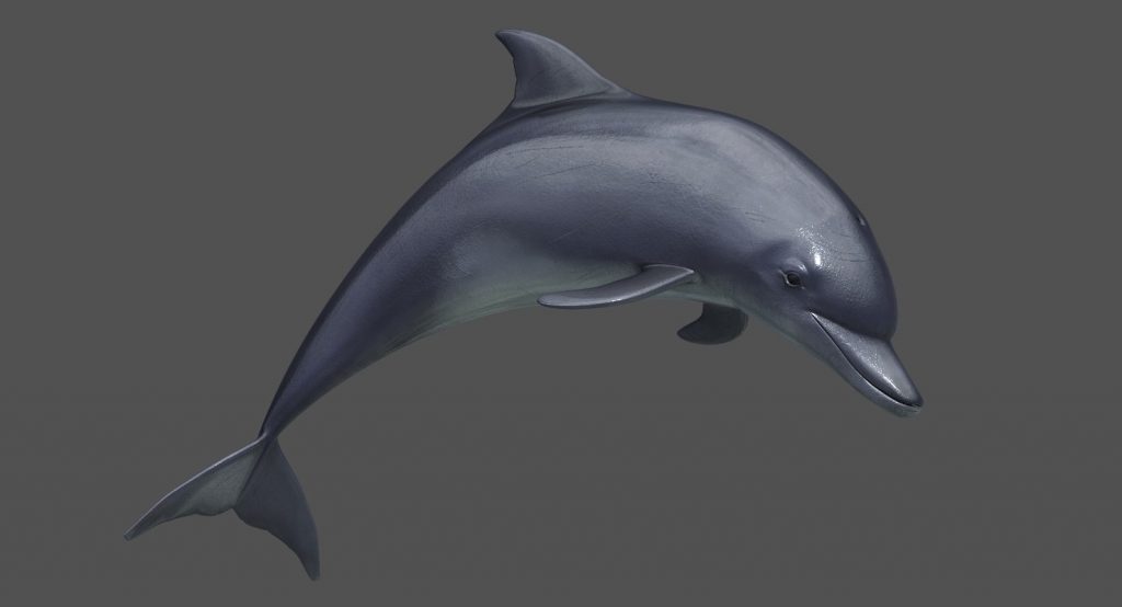 Buy DOLPHIN 3D Models Online | DOLPHIN 3D Models for Download