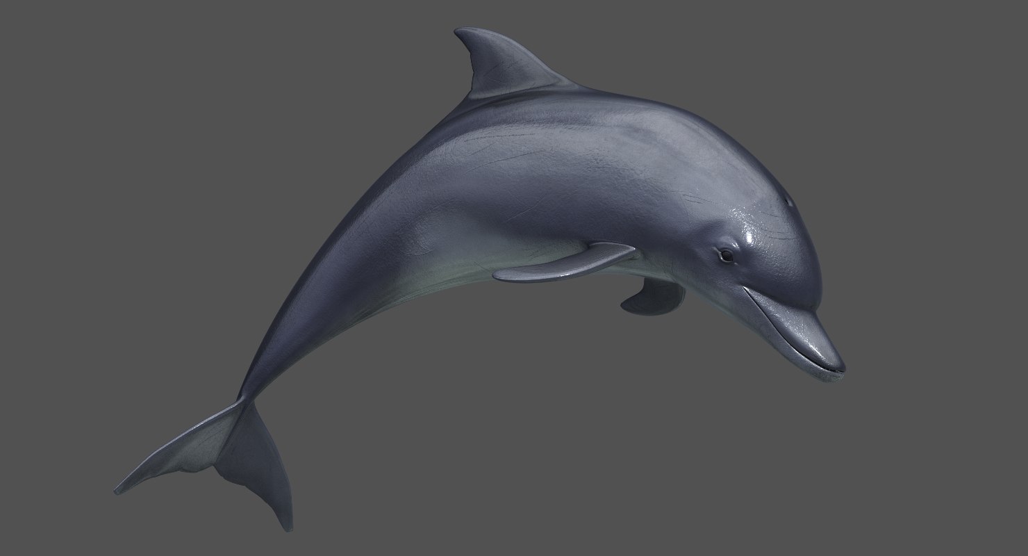 Buy DOLPHIN 3D Models Online | DOLPHIN 3D Models for Download