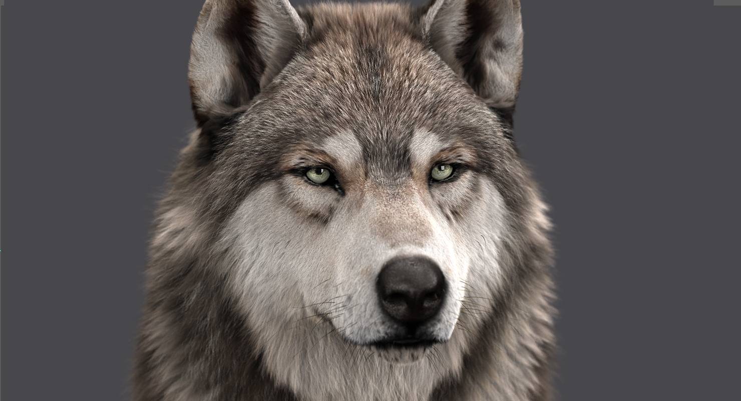 Buy WOLF HEAD (FUR) 3D Models Online | Massimo Righi