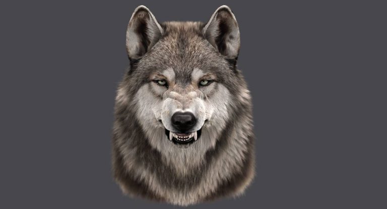 Buy WOLF HEAD (FUR) 3D Models Online | Massimo Righi
