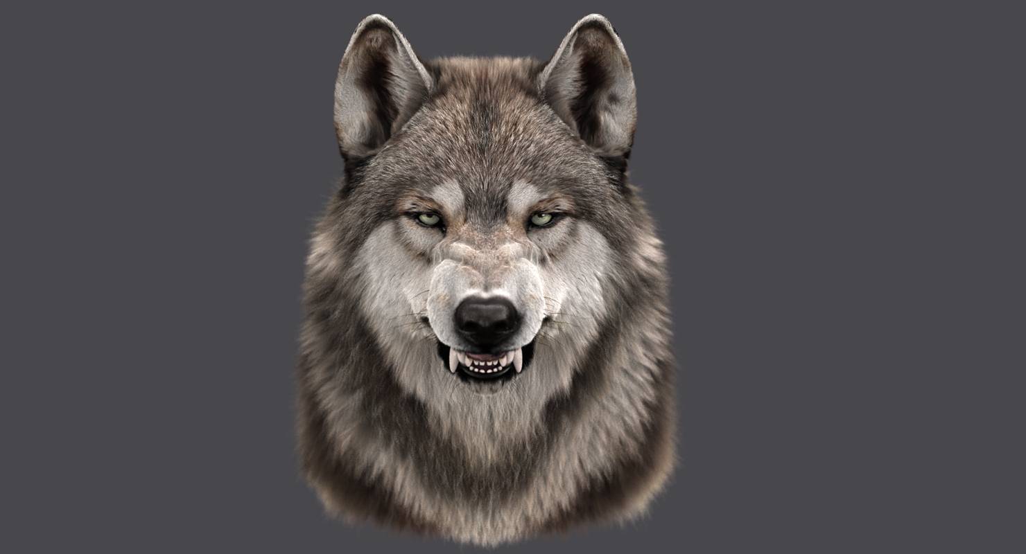 Buy WOLF HEAD (FUR) 3D Models Online | Massimo Righi