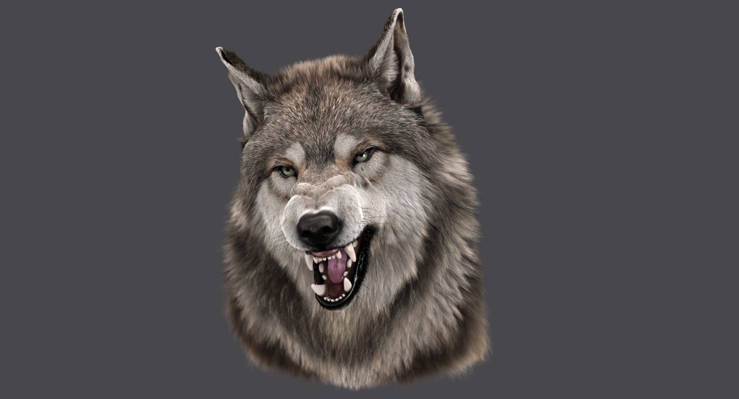 Buy WOLF HEAD (FUR) 3D Models Online | Massimo Righi