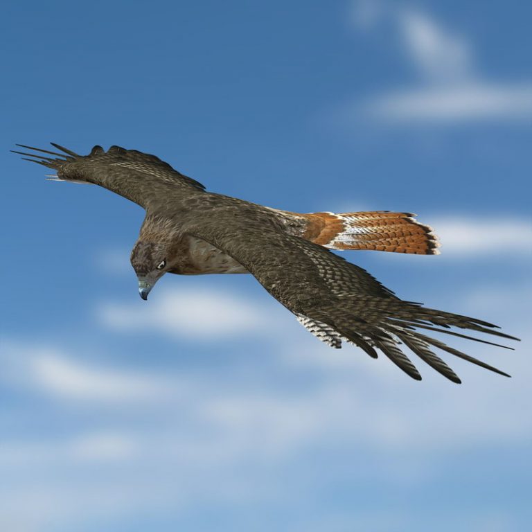 Buy HAWK (ANIMATED) 3D Models Online | Massimo Righi