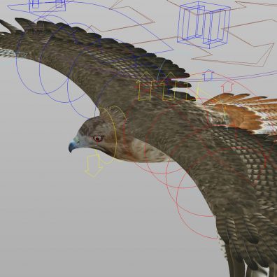 Buy HAWK (ANIMATED) 3D Models Online | Massimo Righi