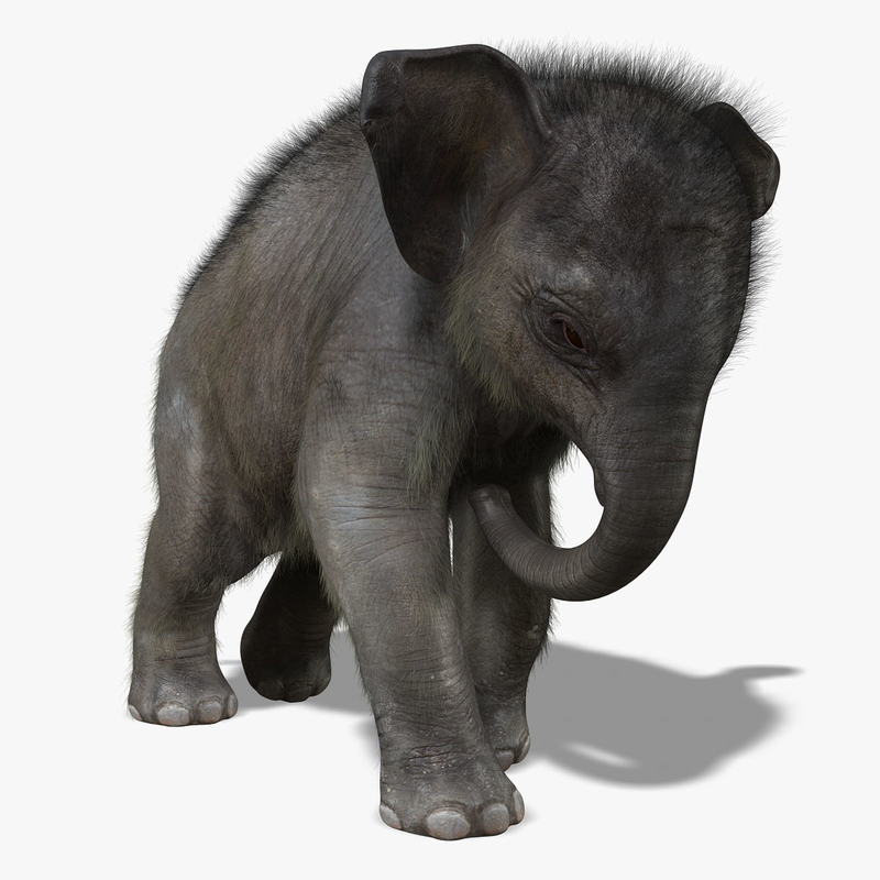 Buy Baby Elephant (FUR) (RIGGED) 3D Models Online | Massimo Righi