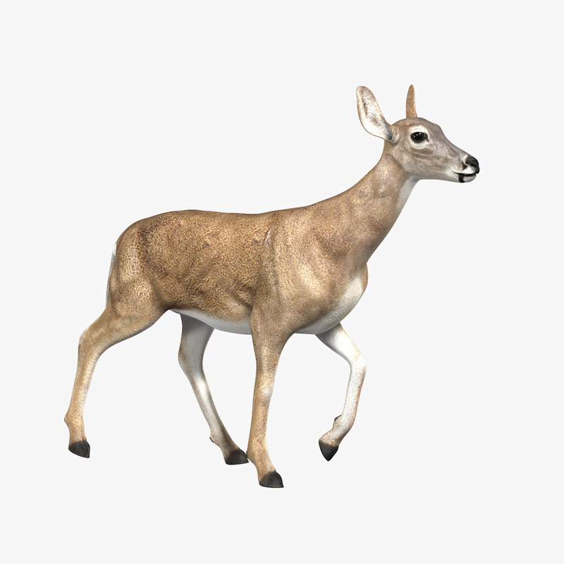Buy DOE (ANIMATED) 3D Models Online | Massimo Righi