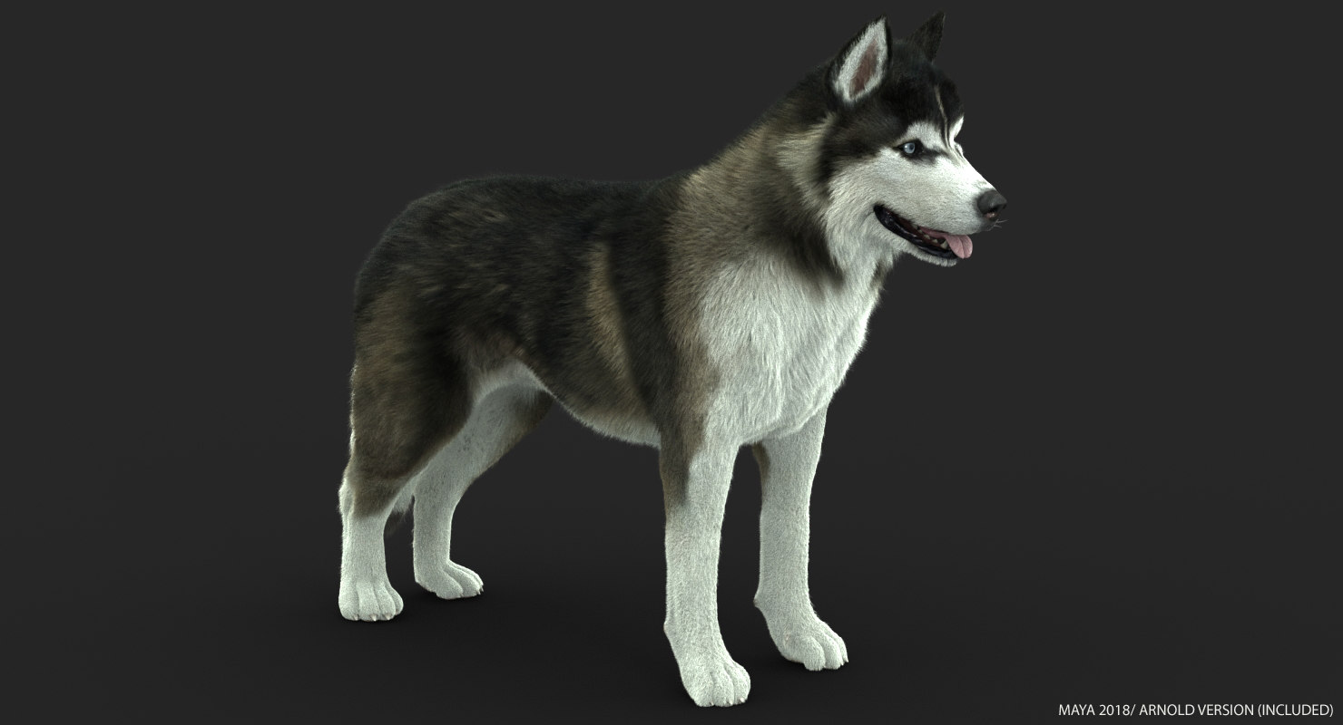 Buy SIBERIAN HUSKY (FUR) (ANIMATED) 3D Models Online