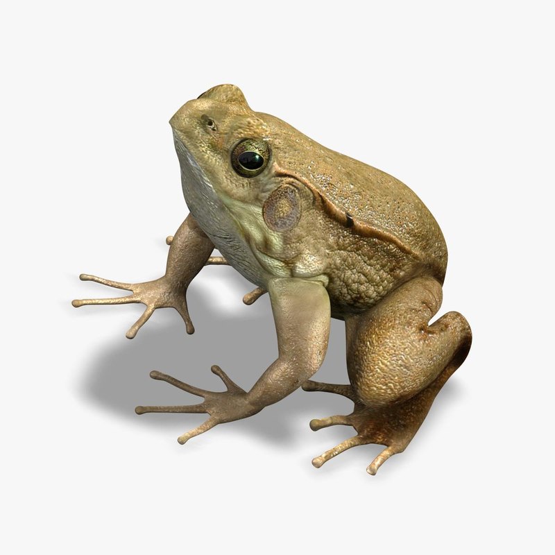 Buy GREEN FROG (ANIMATED) 3D Models Online | Massimo Righi