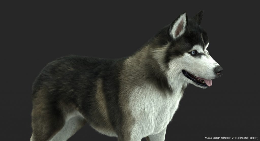 Buy SIBERIAN HUSKY (FUR) (ANIMATED) 3D Models Online
