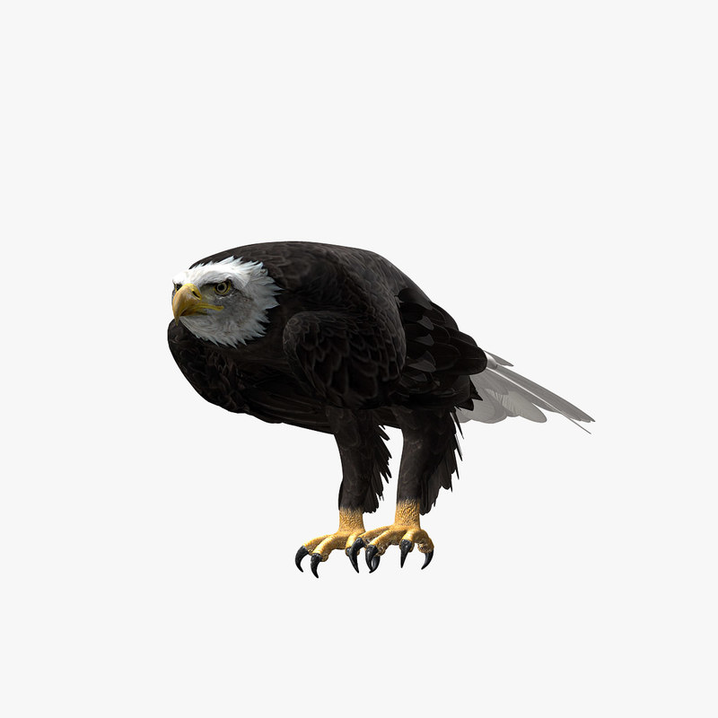 Buy American Bald Eagle (ANIMATED) 3D Model Online | Massimo Righi