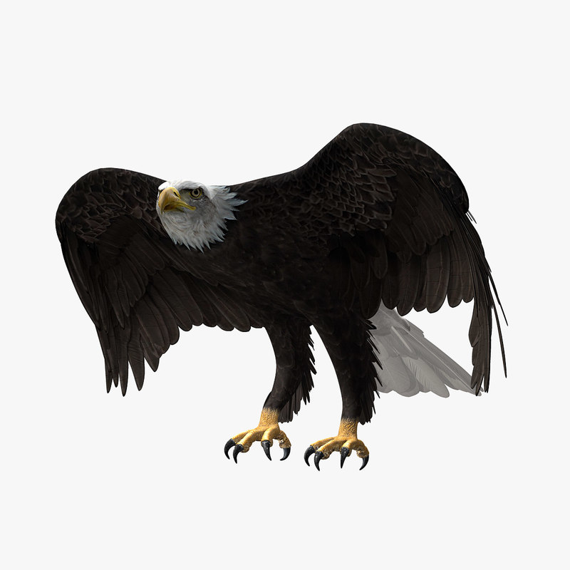 Buy American Bald Eagle (ANIMATED) 3D Model Online | Massimo Righi