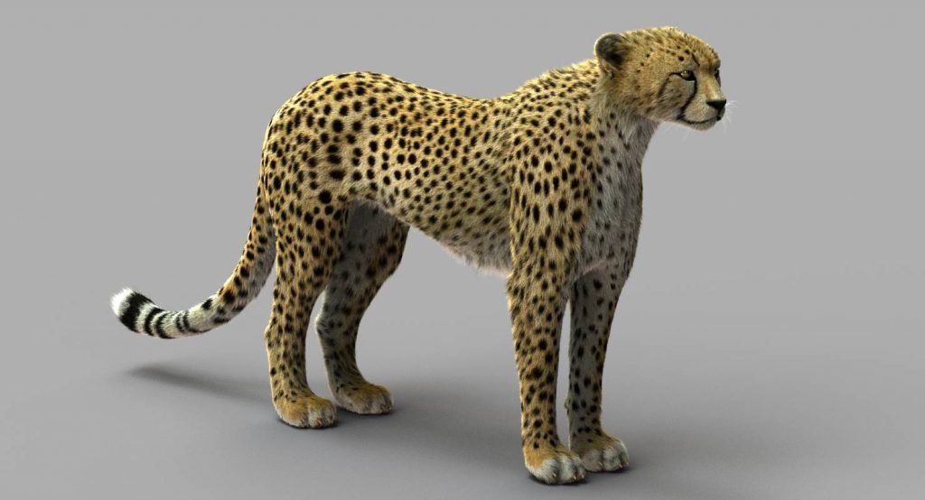 Buy CHEETAH (FUR) (ANIMATED) 3D Models Online | Massimo Righi