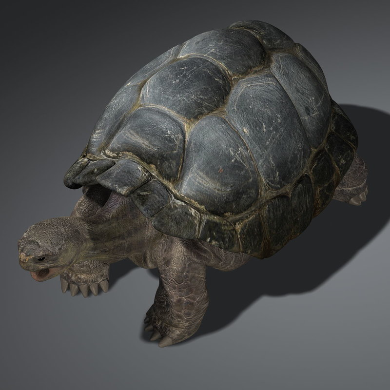 Buy TORTOISE (ANIMATED) 3D Models Online | Massimo Righi