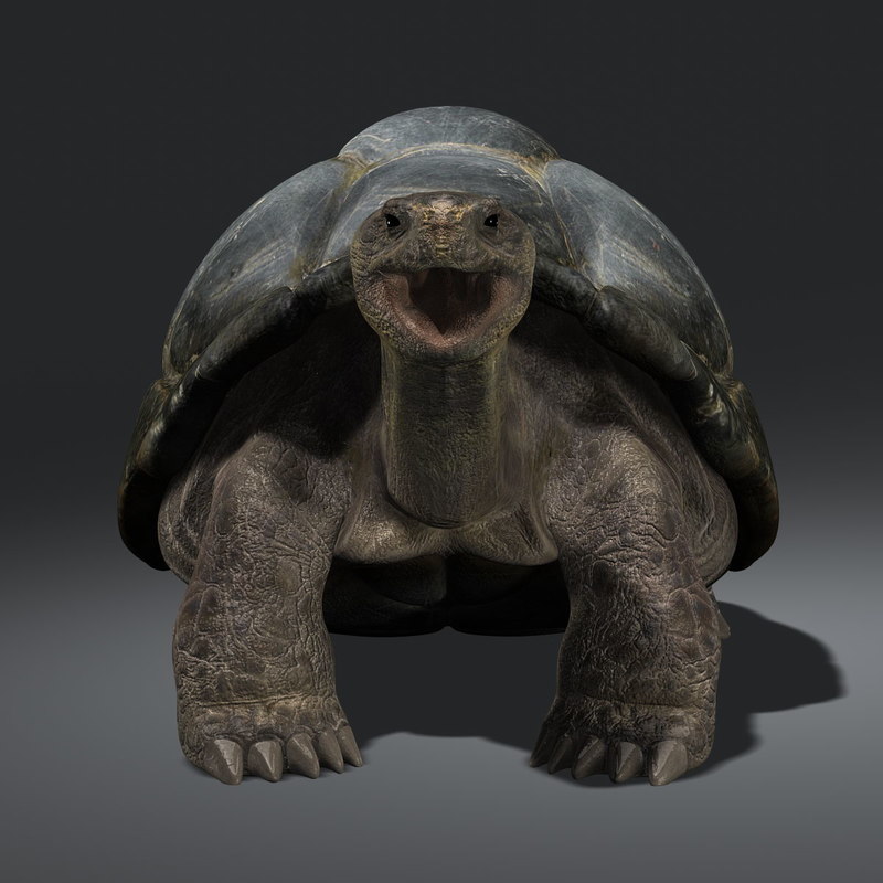 Buy TORTOISE (ANIMATED) 3D Models Online | Massimo Righi