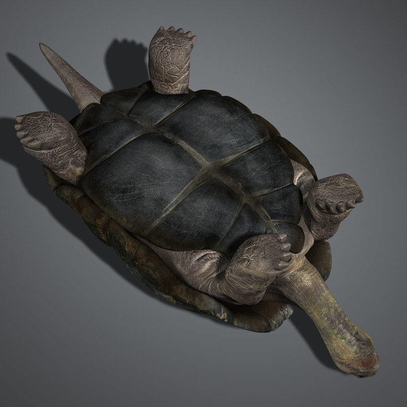 Buy TORTOISE (ANIMATED) 3D Models Online | Massimo Righi