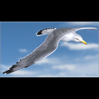 Buy SEAGULL (ANIMATED) 3D Models Online | Massimo Righi