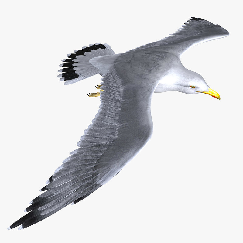 Buy SEAGULL (ANIMATED) 3D Models Online | Massimo Righi
