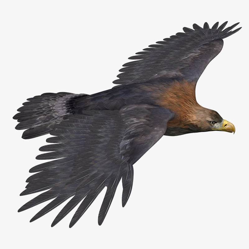 Buy GOLDEN EAGLE (ANIMATED) 3D Models Online | Massimo Righi