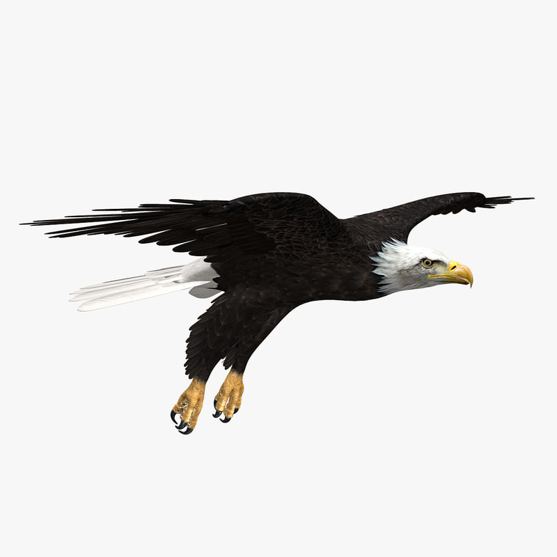 Buy American Bald Eagle (ANIMATED) 3D Model Online | Massimo Righi